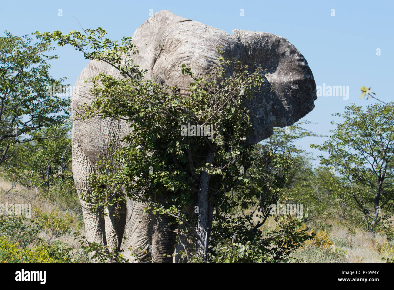 African elephant behind tree hi-res stock photography and images - Alamy