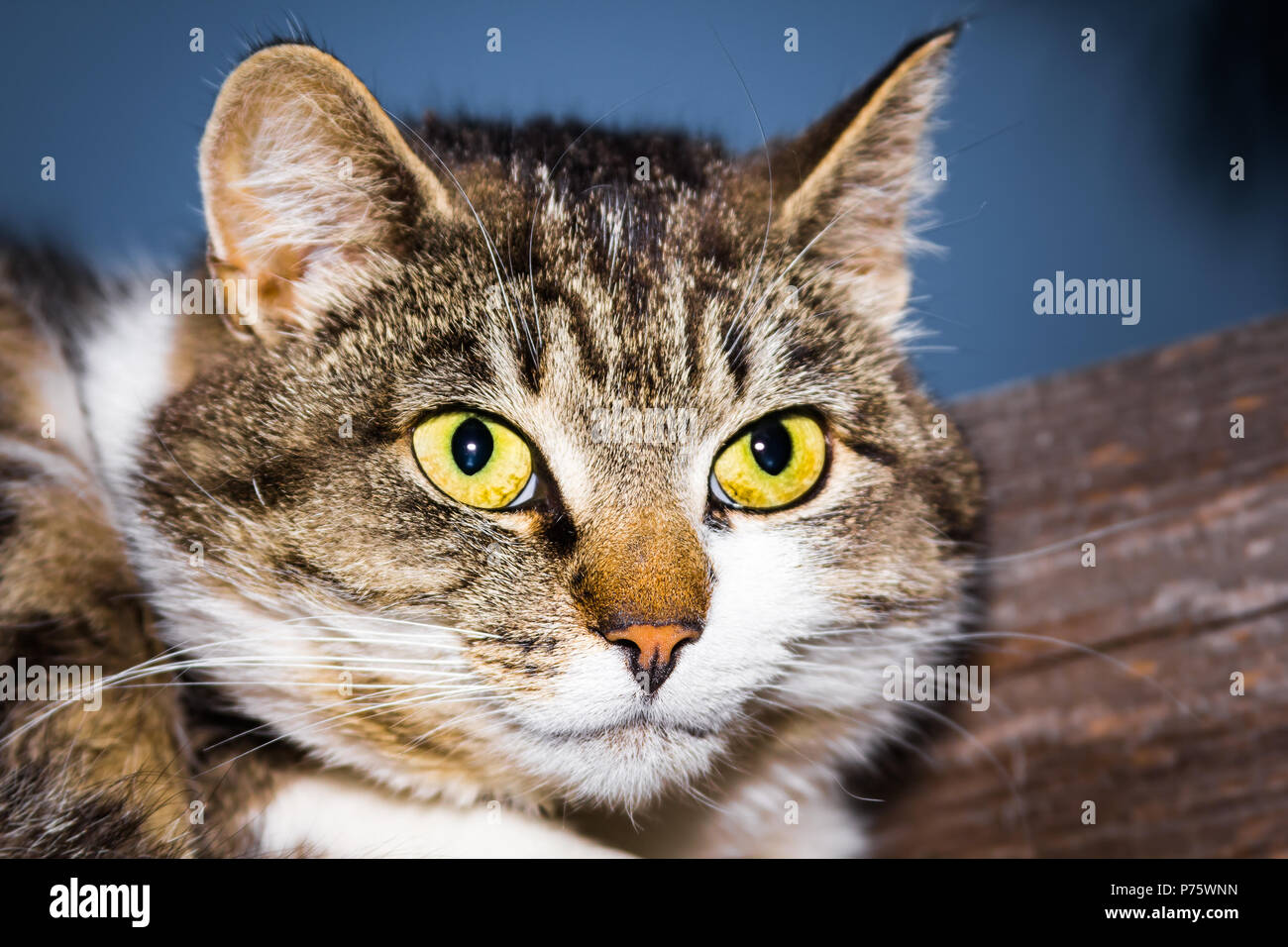 Grey cat lies on surface hi-res stock photography and images - Alamy