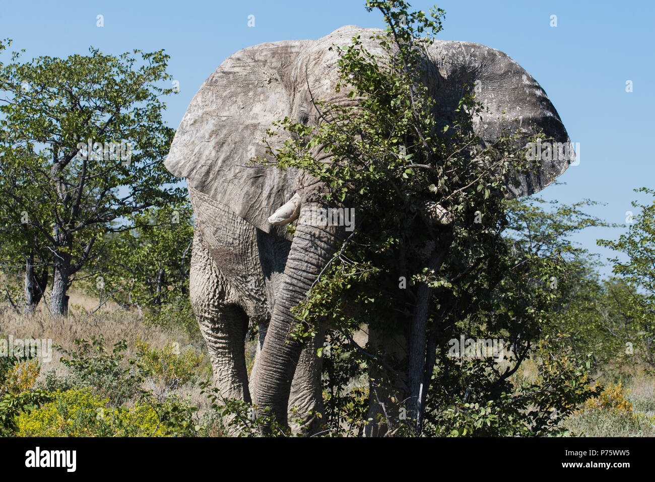 Elephant in etosha national hi-res stock photography and images - Alamy