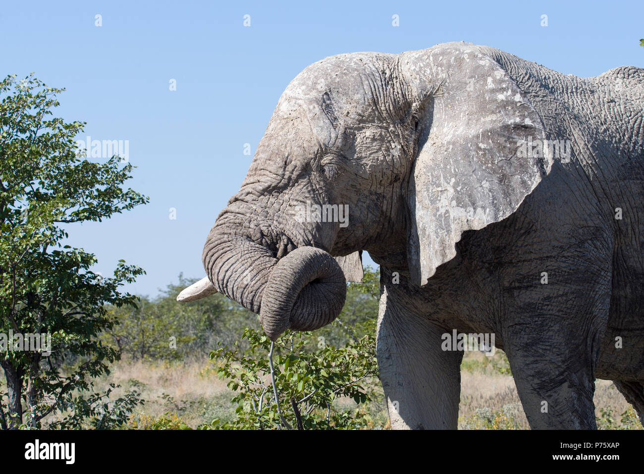 Elephant memory hi-res stock photography and images - Alamy