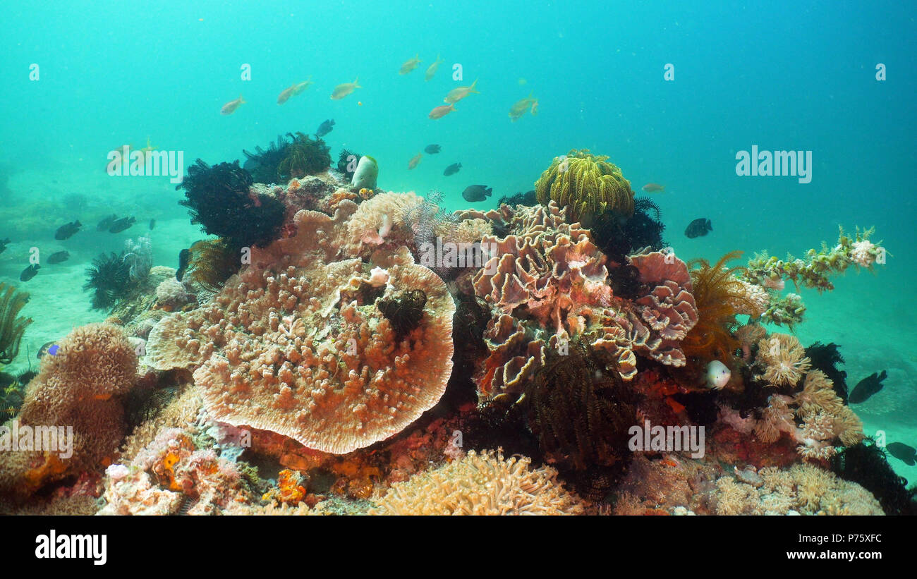 Fish and coral reef at diving. Wonderful and beautiful underwater world ...
