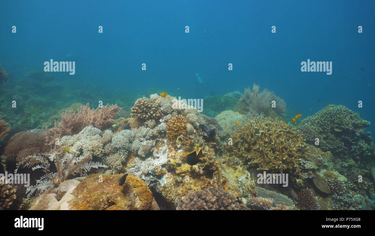 Fish and coral reef at diving. Wonderful and beautiful underwater world ...
