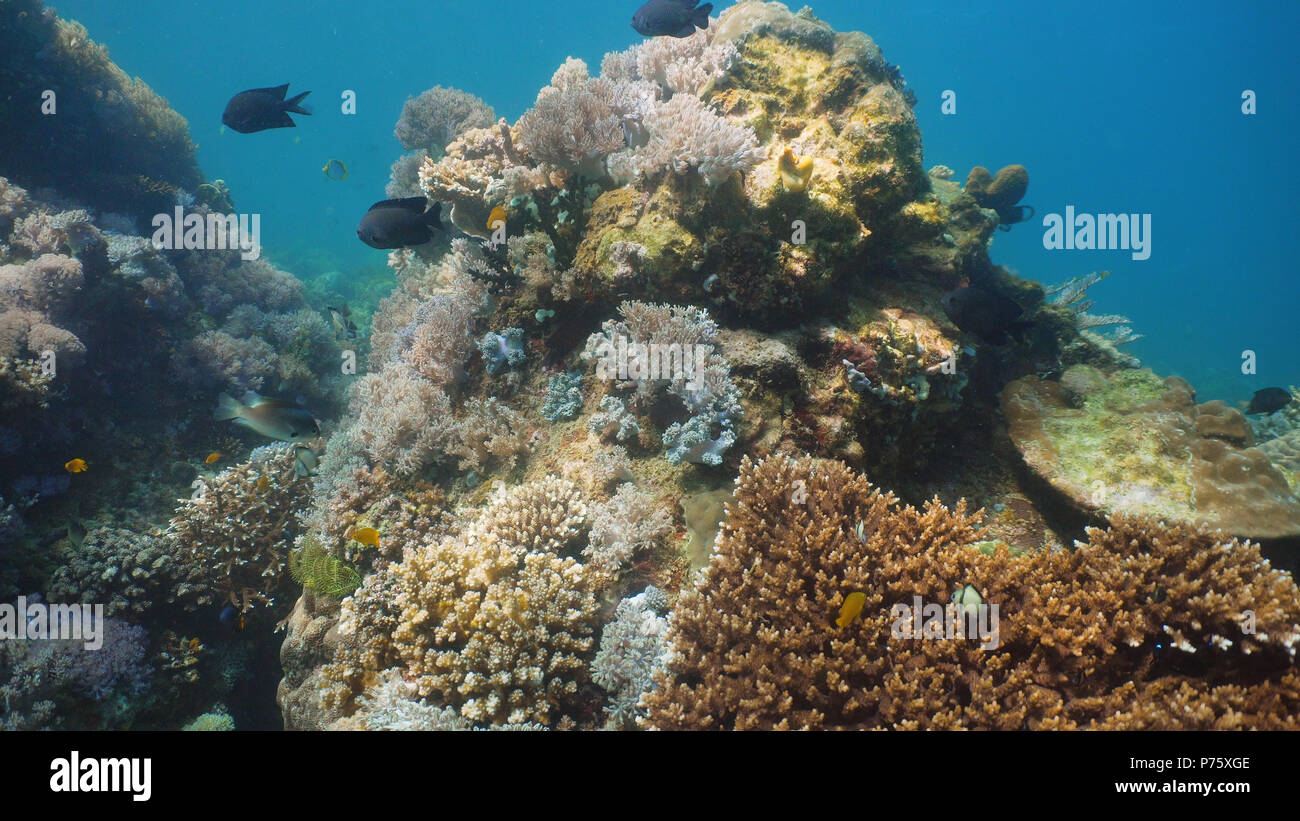 Fish and coral reef at diving. Wonderful and beautiful underwater world ...