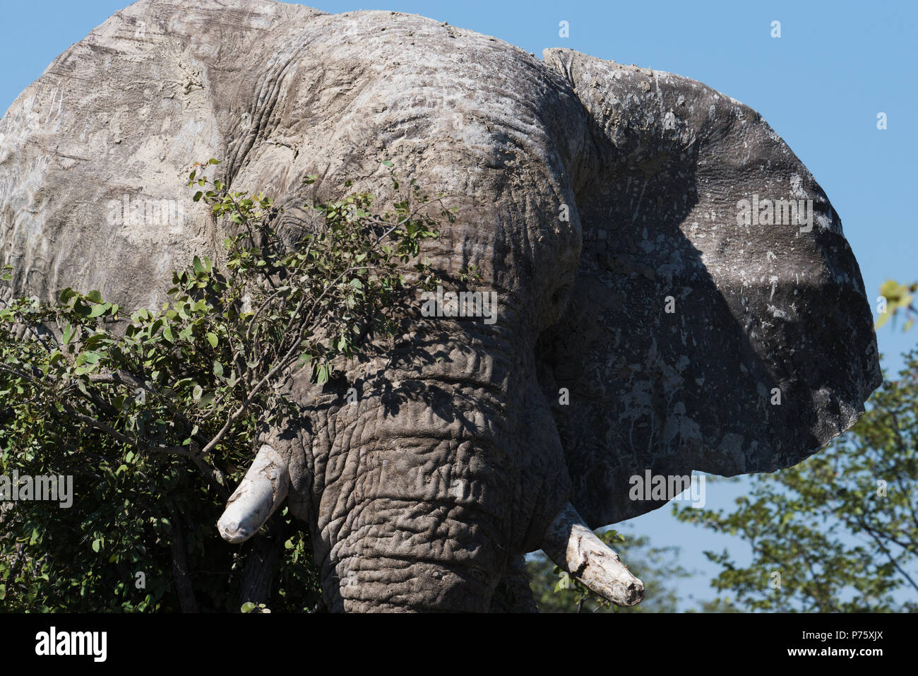 A large bull elephant scratching on a tree - it looks like he's trying ...