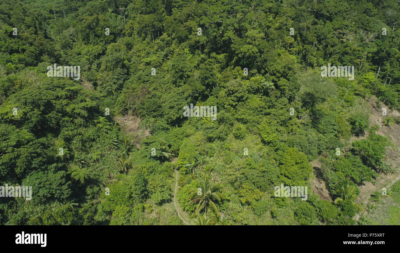 Aerial view of mountains with green forest, trees, jungle. Slopes of mountains with tropical ...
