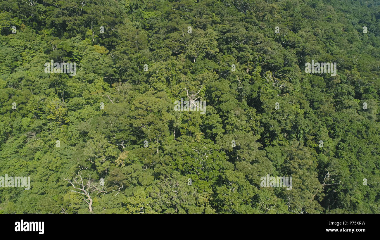 Aerial view of mountains with green forest, trees, jungle. Slopes of ...