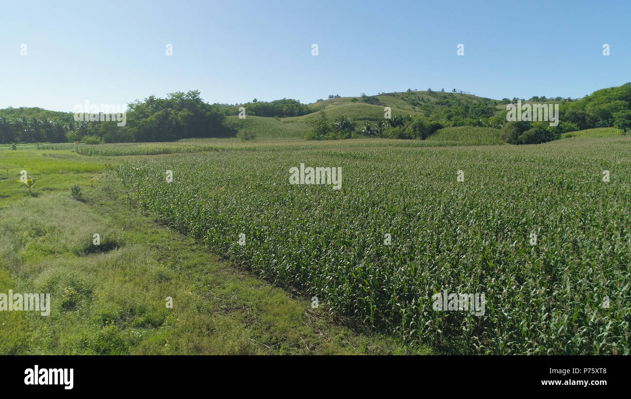 Green corn fields in the hills, Philippines, Luzon. Corn field in ...