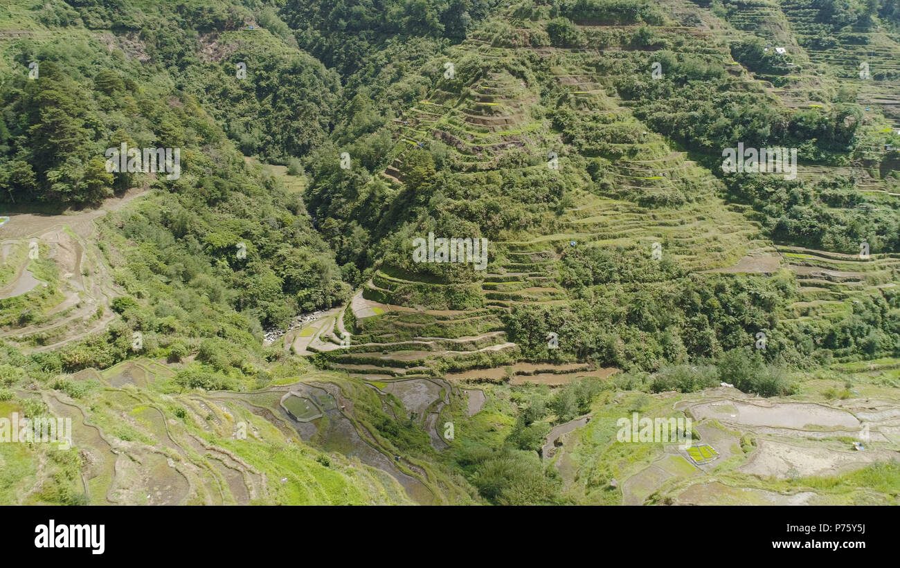 Aerial view of rice terraces on the slopes of the mountains, Banaue ...