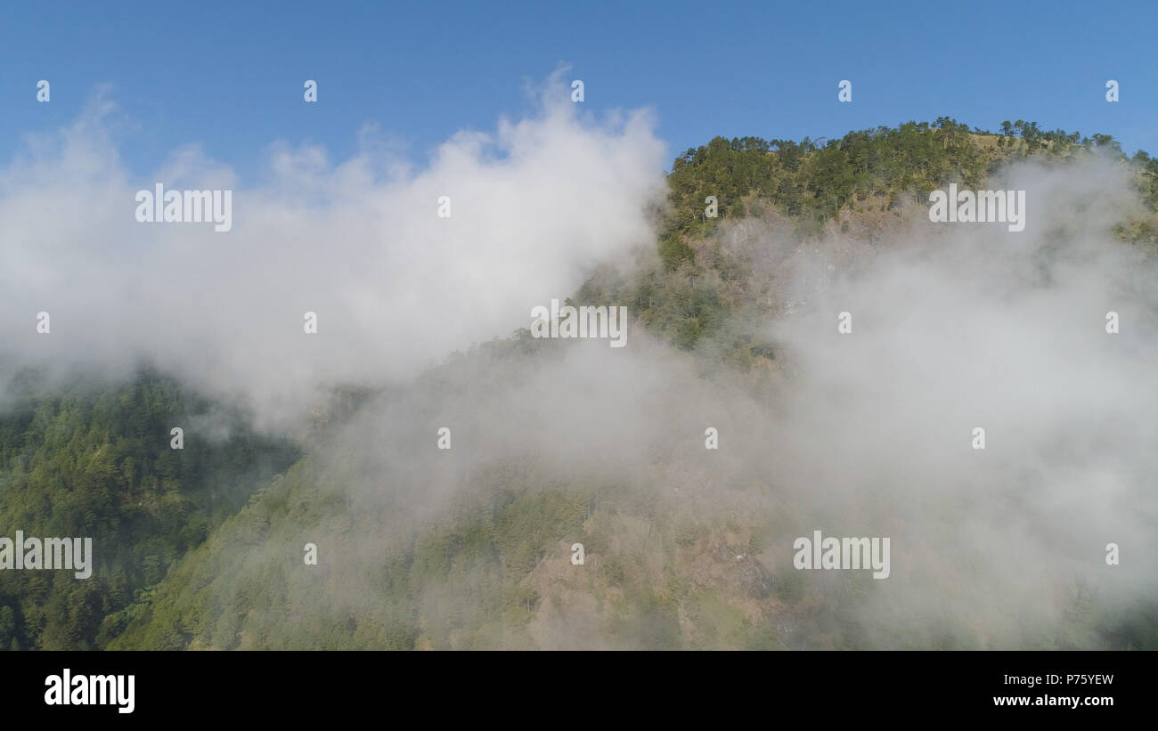 Aerial view of mountains covered forest, trees in clouds and fog ...