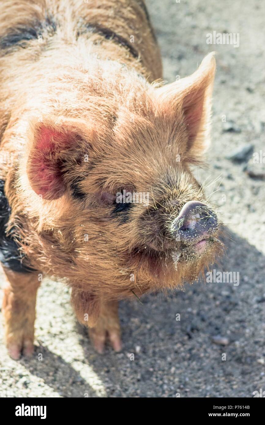 Close up image of a kunekune pig. The kunekune, is a small breed of ...