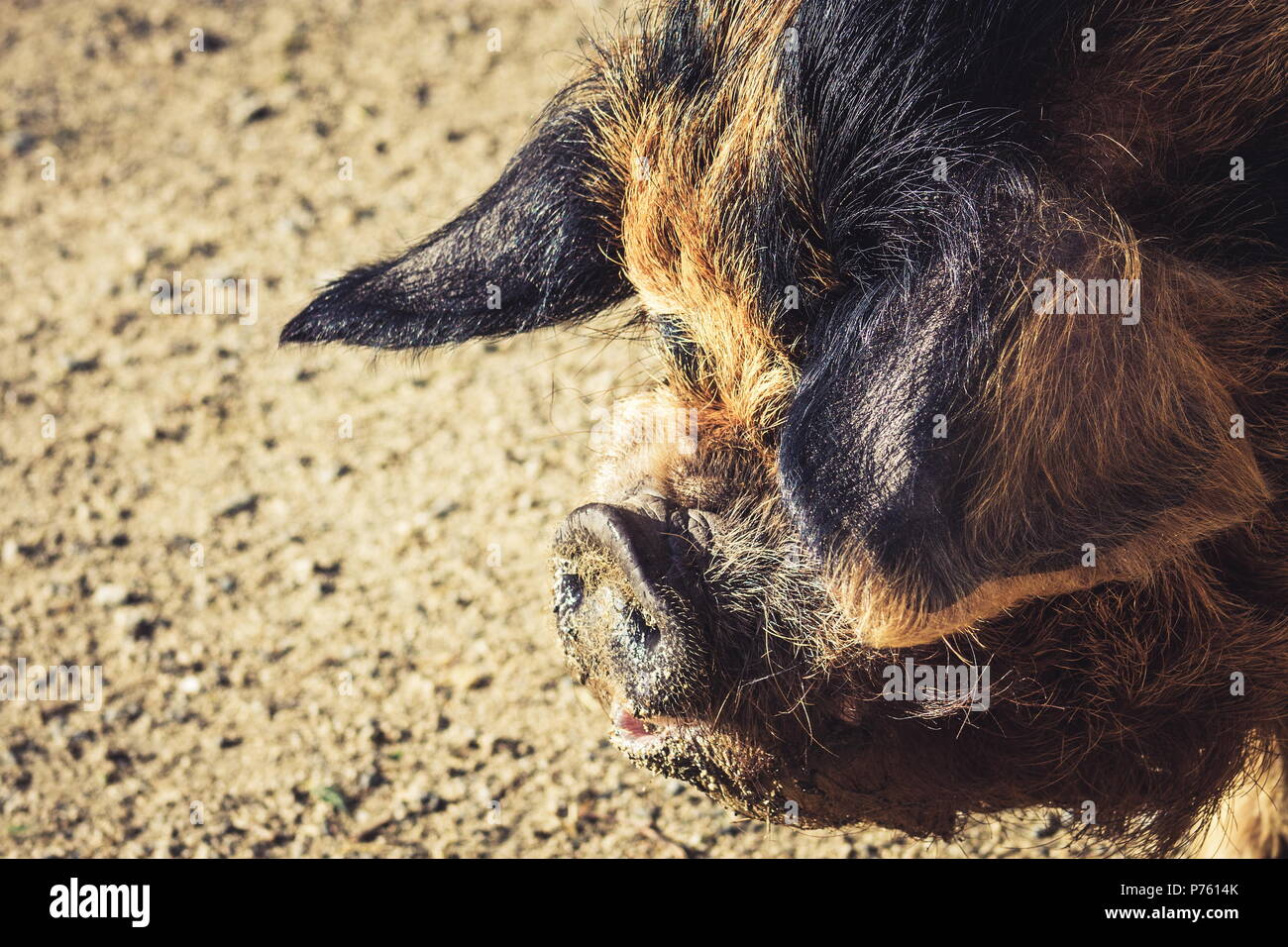 Close up image of a kunekune pig with copy space. The kunekune, is a ...