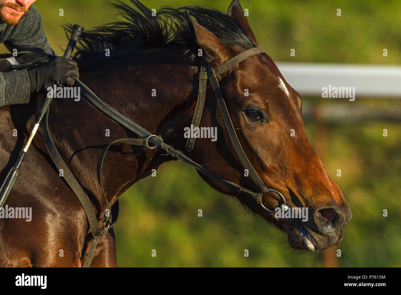 Race horse running track very closeup abstract unidentified rider ...