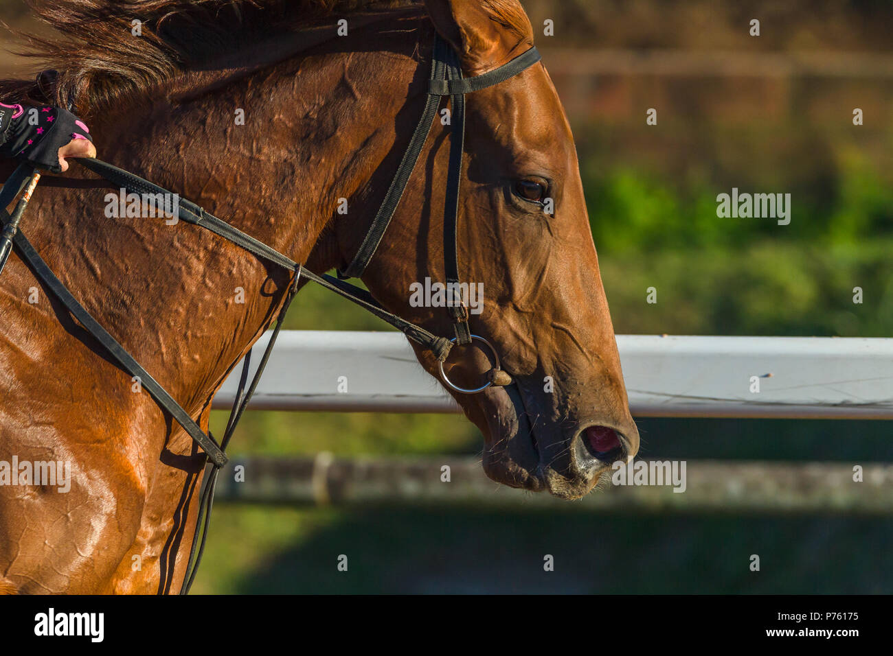 Race Horse Closeup running action head nose breathing photo detail ...