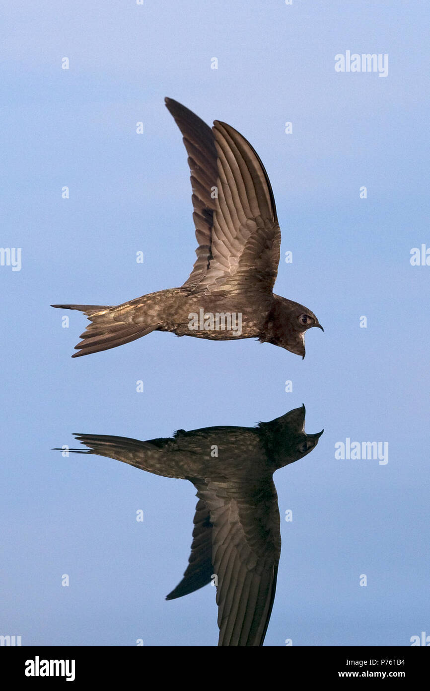 Common Swift (Apus apus Stock Photo - Alamy