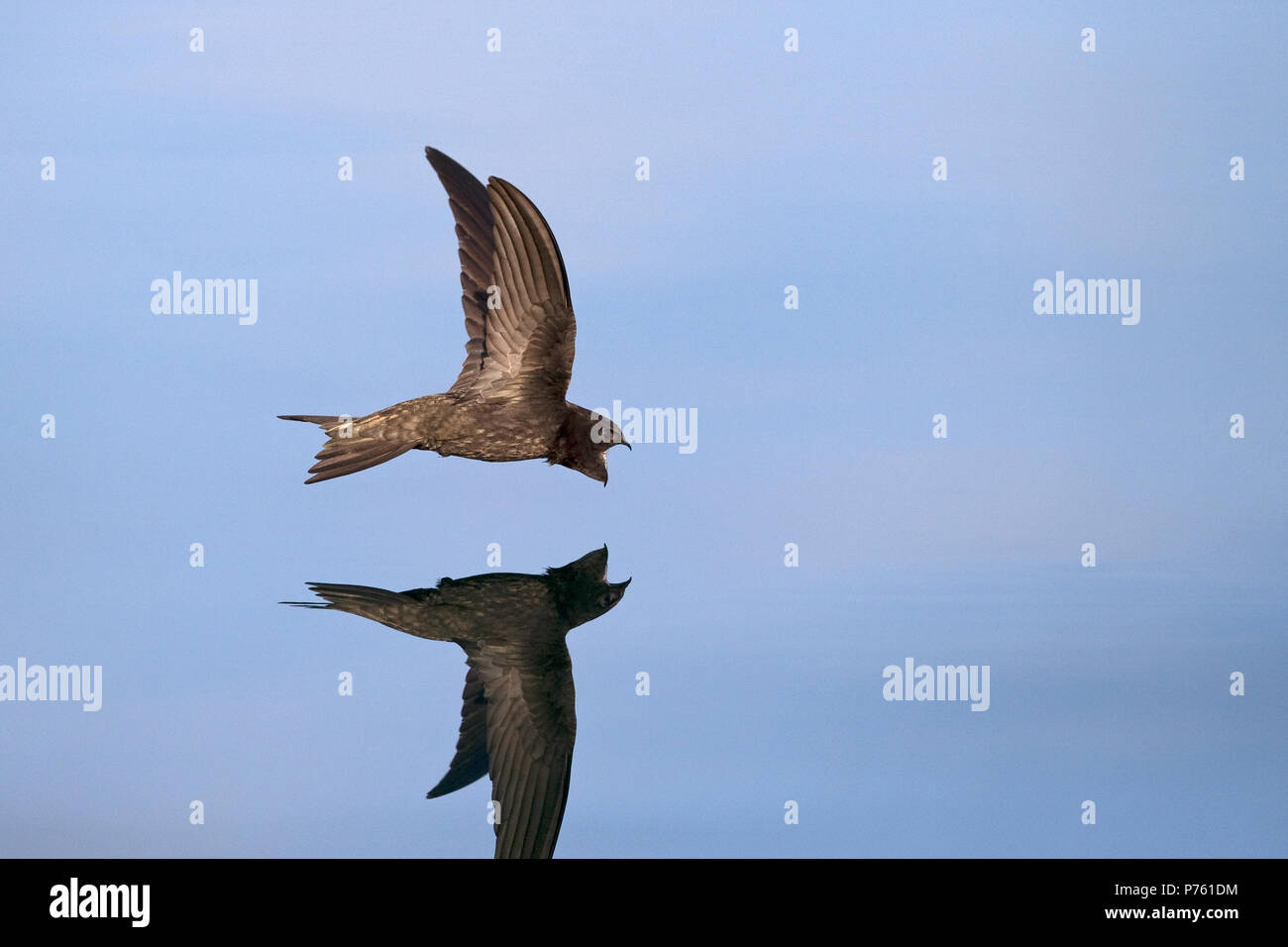 Common Swift (Apus apus Stock Photo - Alamy