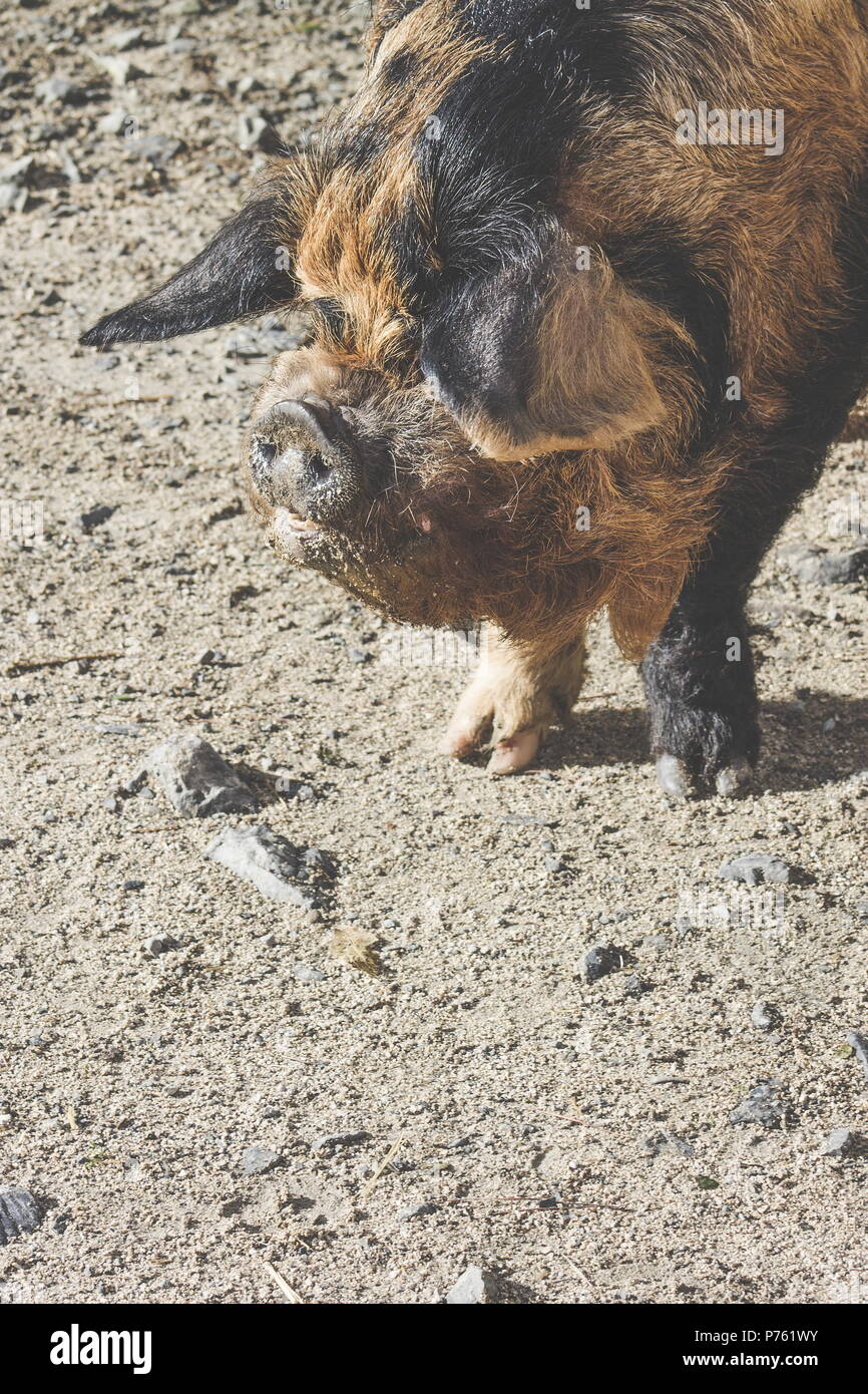 Close up image of a kunekune pig with copy space. The kunekune, is a ...