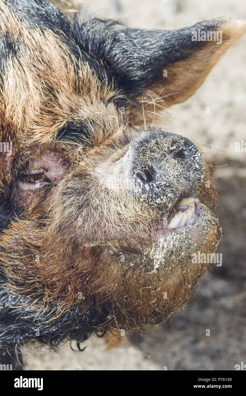 New zealand pig breed hi-res stock photography and images - Alamy
