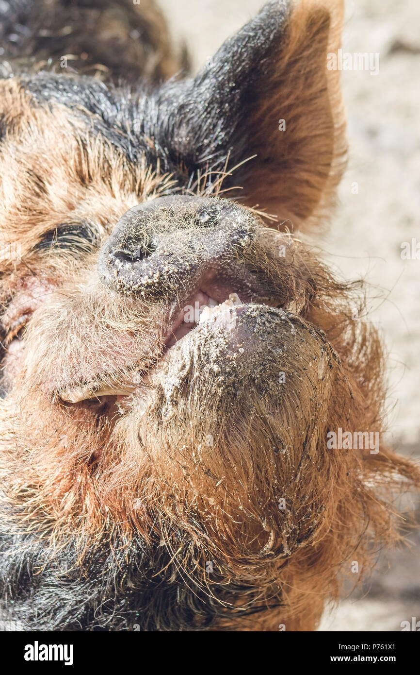 Close up image of a kunekune pig. The kunekune, is a small breed of ...