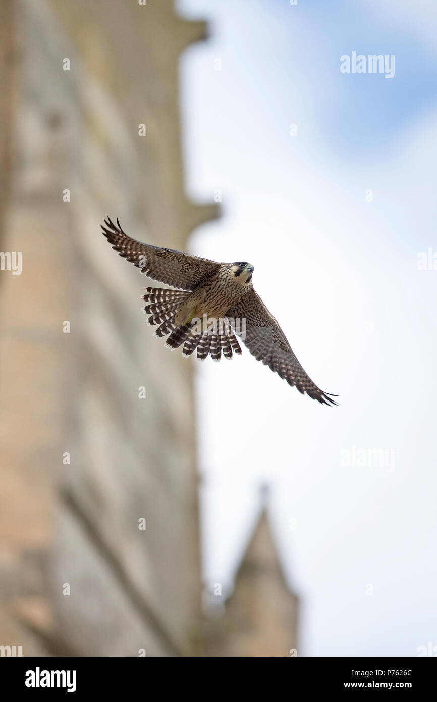 Peregrine Falcon (Falco peregrinus Stock Photo - Alamy