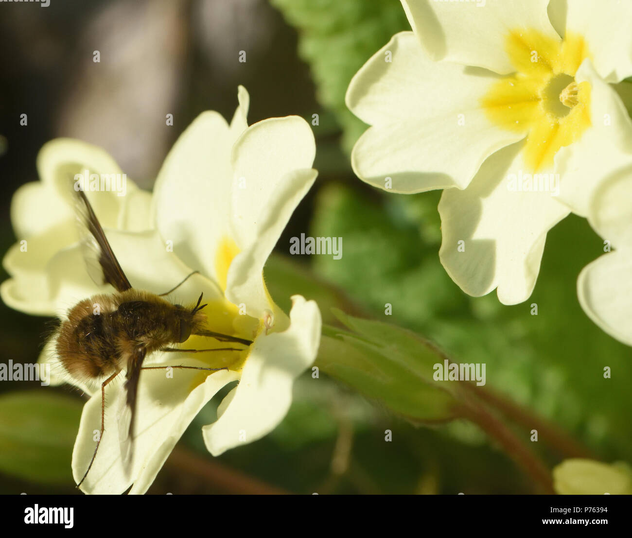 A dark-edged bee-fly (Bombylius major) takes nectar with its long ...