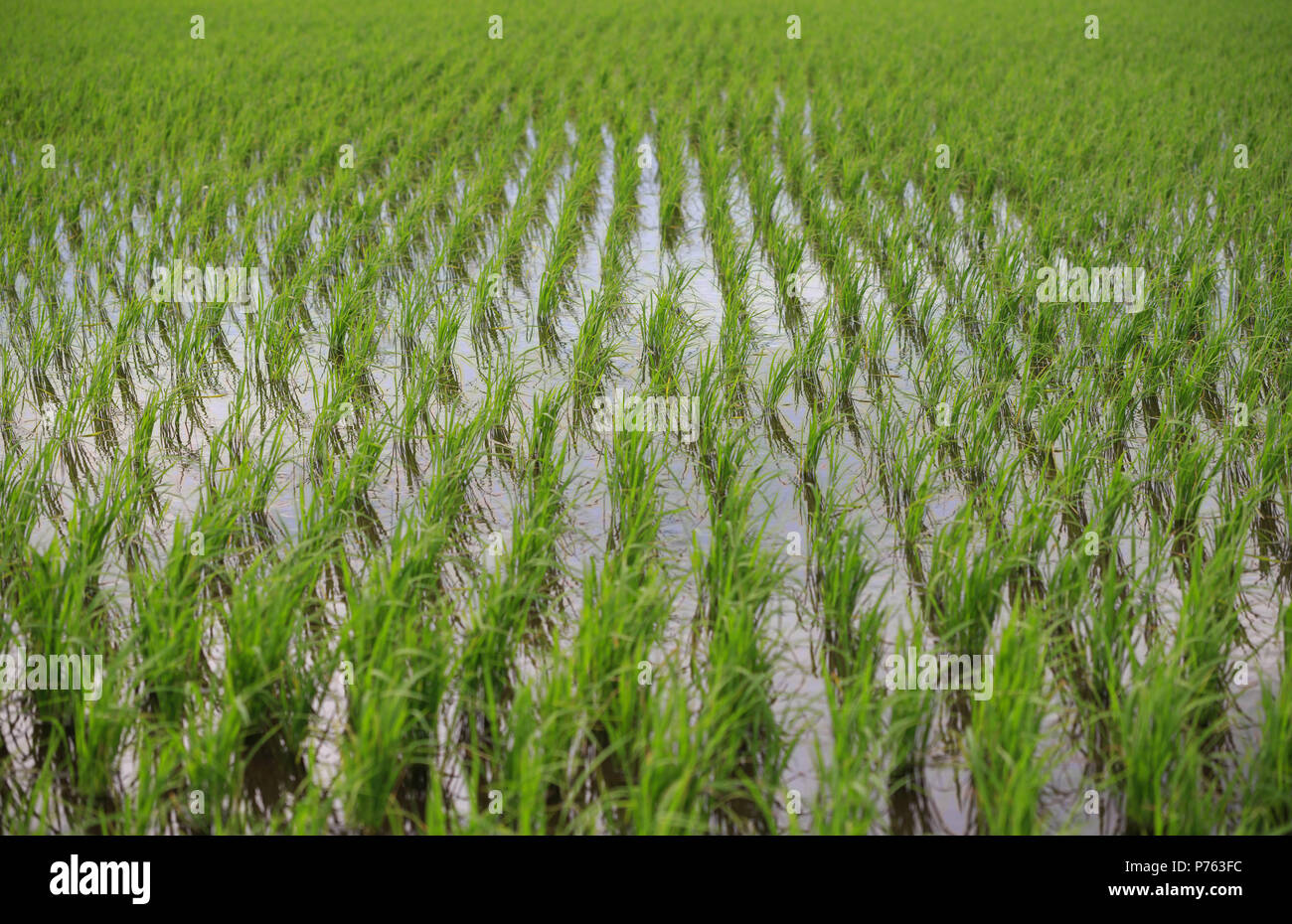 Flooded field cultivate farming hi-res stock photography and images - Alamy