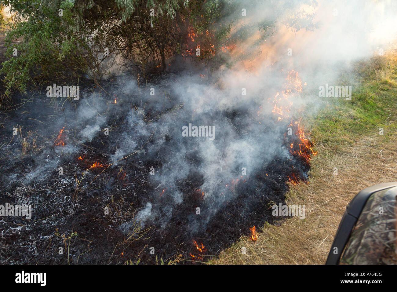 Forest wildfire. Burning field of dry grass and trees. Heavy smoke ...