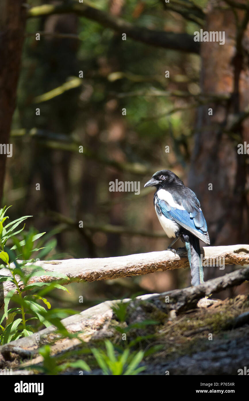 Long tailed magpie hi-res stock photography and images - Alamy
