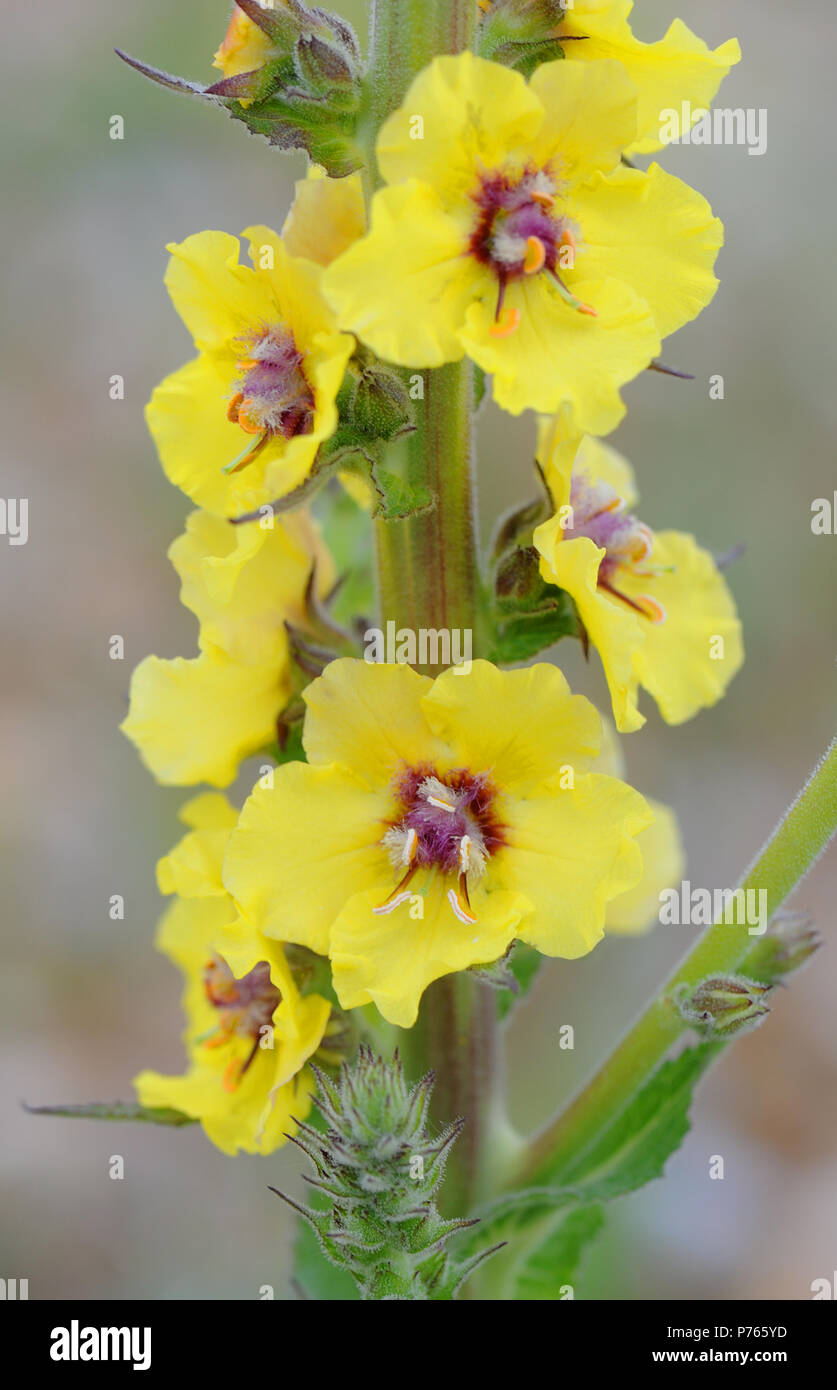 Yellow flowers of dark mullein (Verbascum nigrum) growing on very poor ...