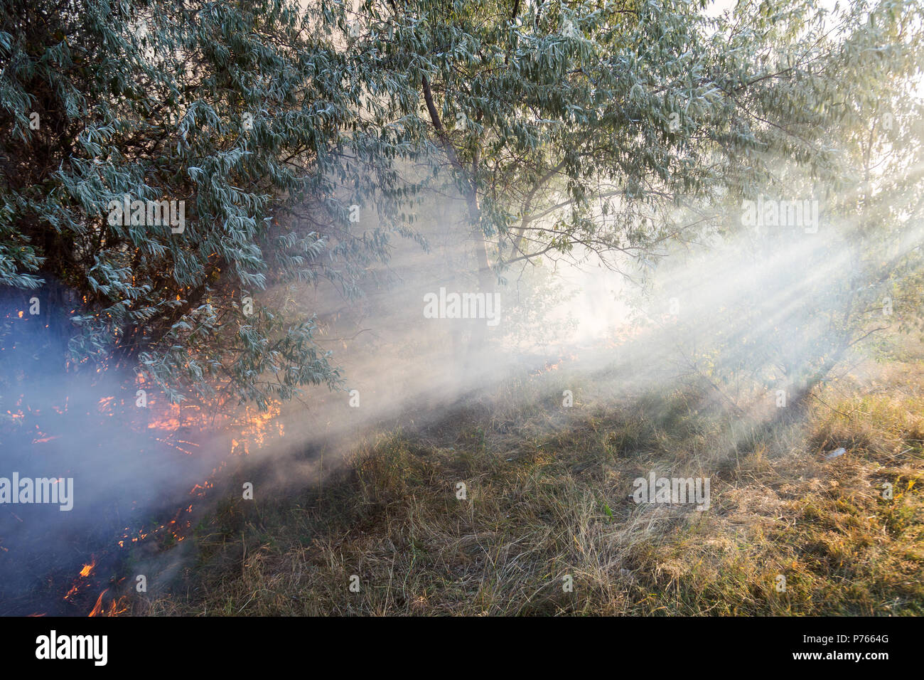 Forest wildfire due to dry windy weather. Sunrays light going through ...
