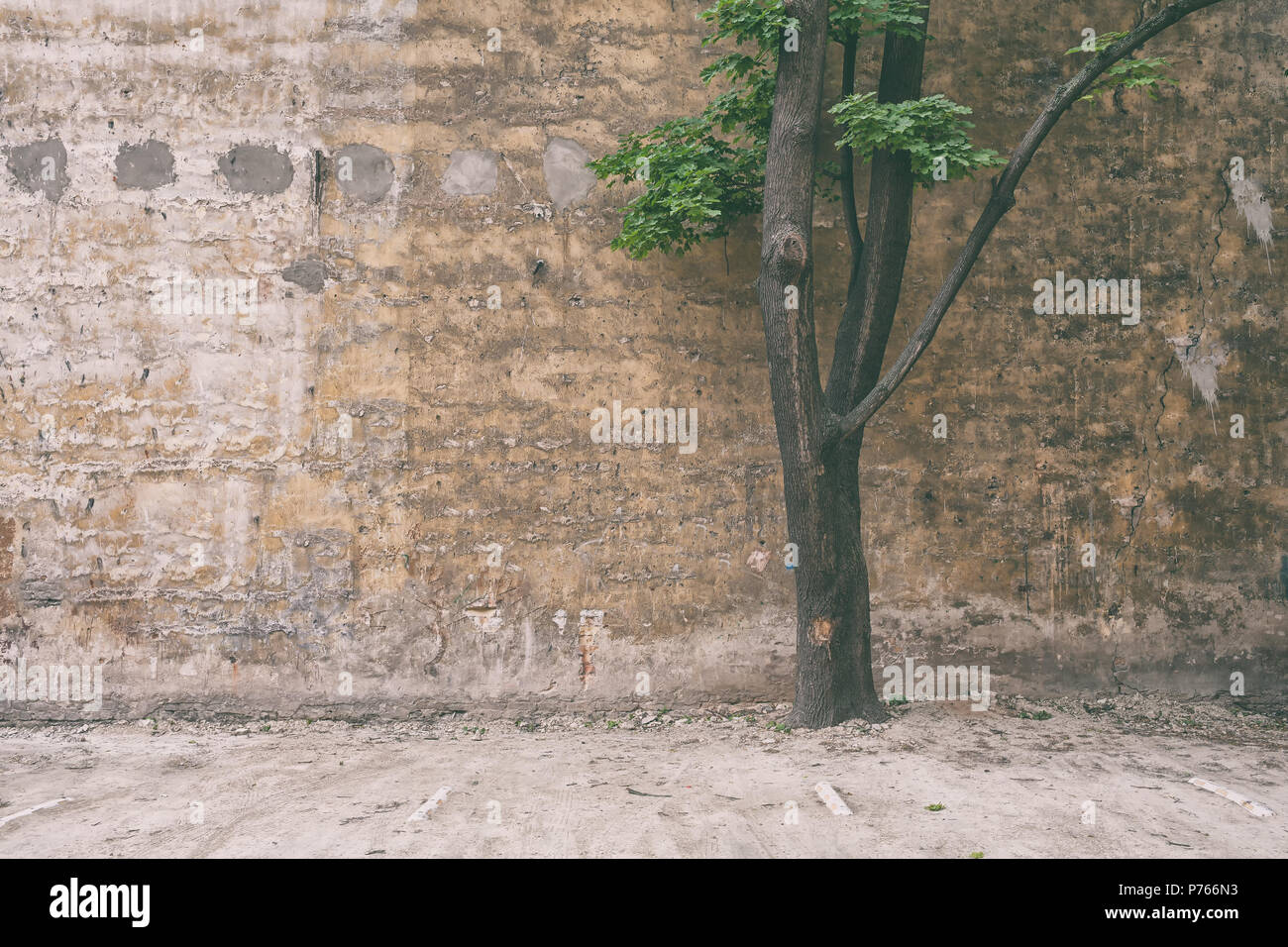 A tree with green leaves grows next to the wall of a large brick house ...