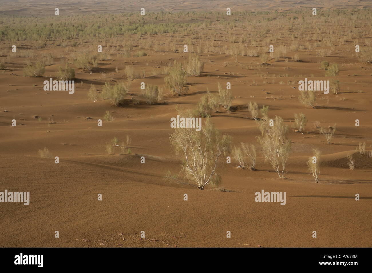 Shruberry in Nain desert, Isfahan province, Iran Stock Photo - Alamy