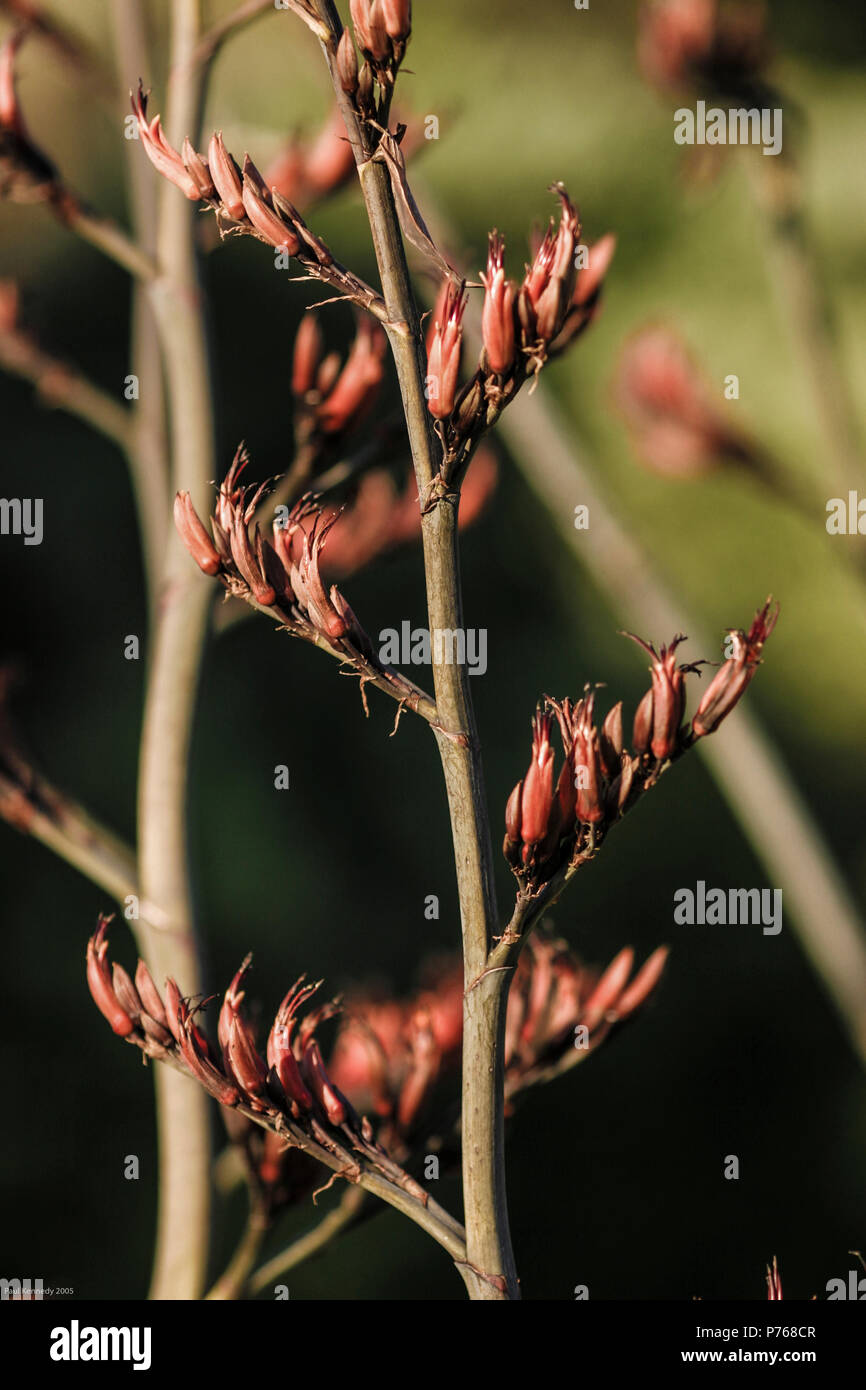 Flowering New Zealand flax bush Stock Photo - Alamy
