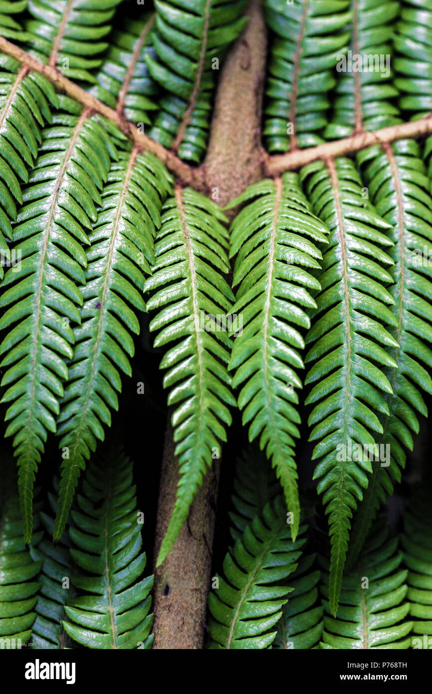 New Zealand fern nature detail Stock Photo - Alamy