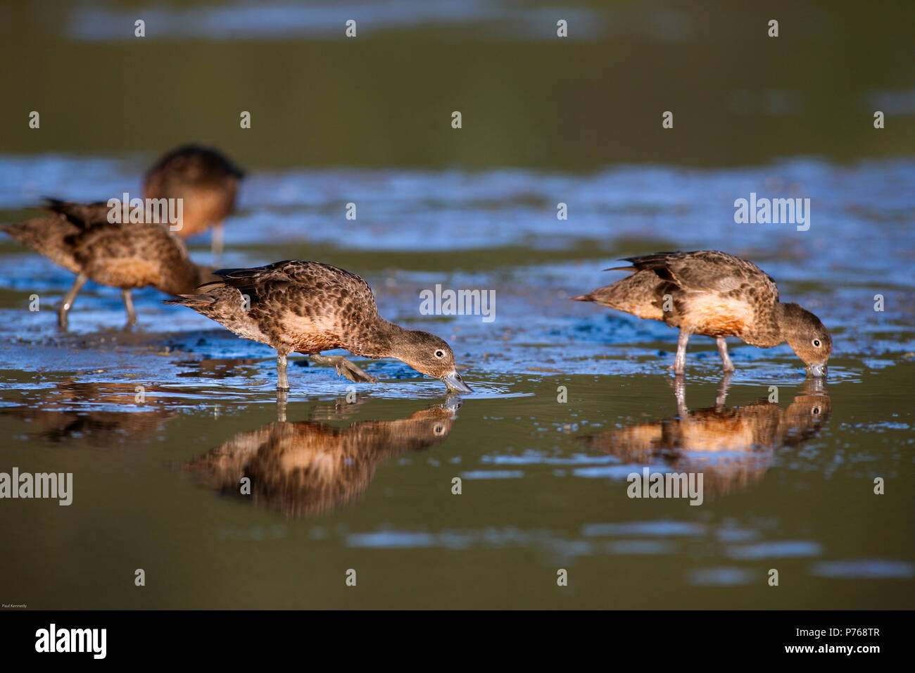 Brown teal (Anas chlorotis) feeding on mollusks in tidal water on Great ...