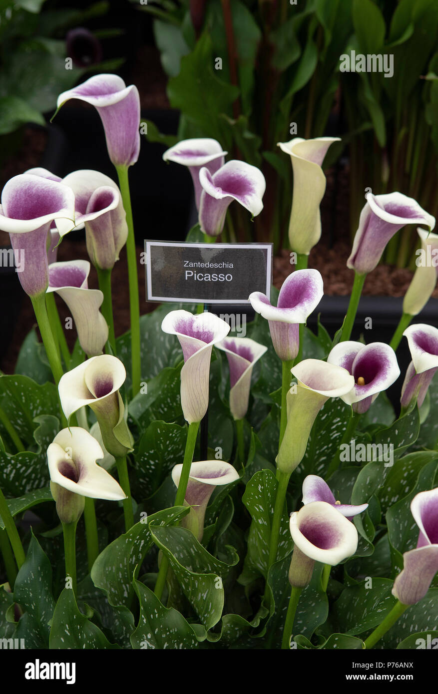 Calla picasso lily flower hi-res stock photography and images - Alamy