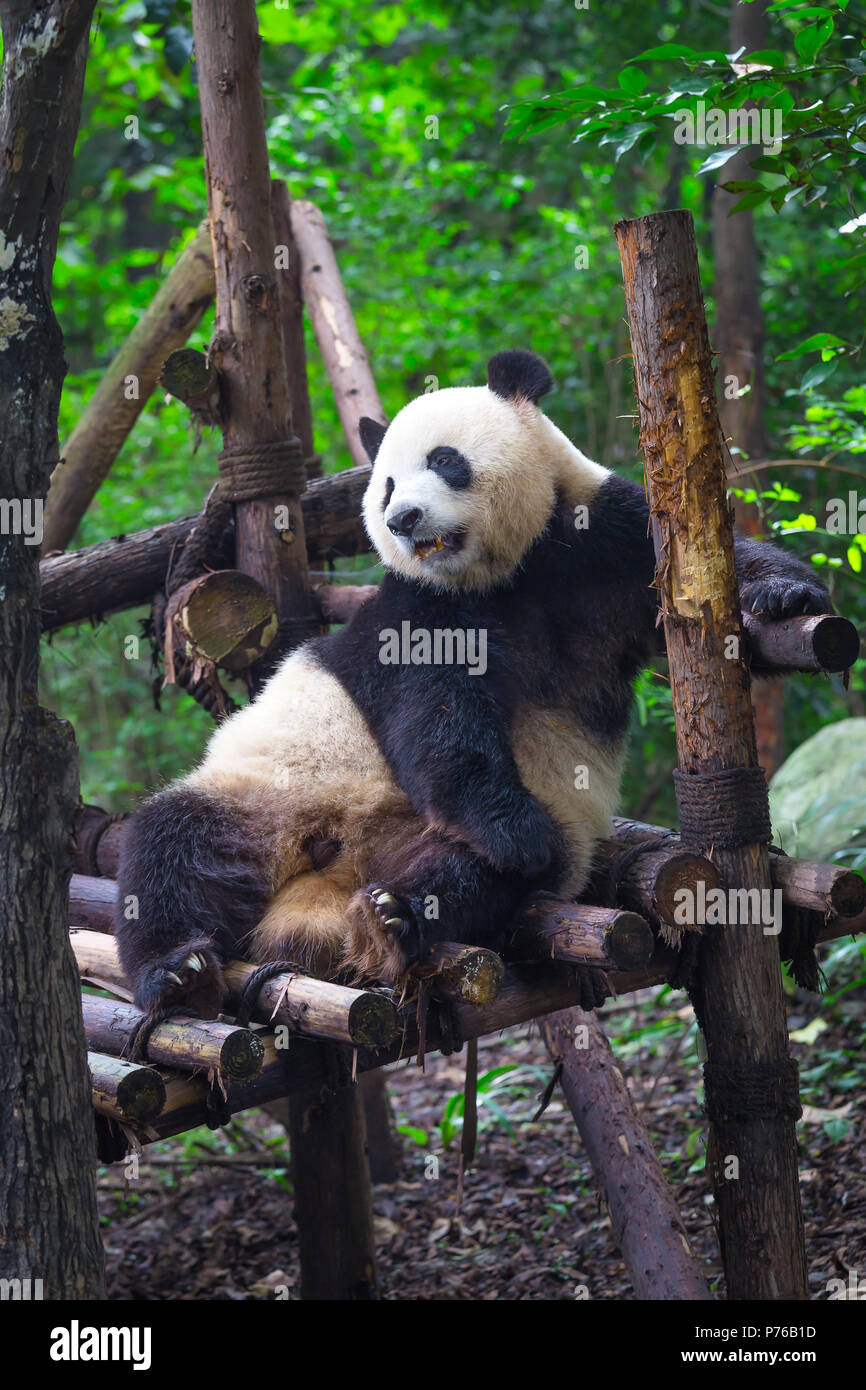 Bear Lying Down High Resolution Stock Photography and Images - Alamy