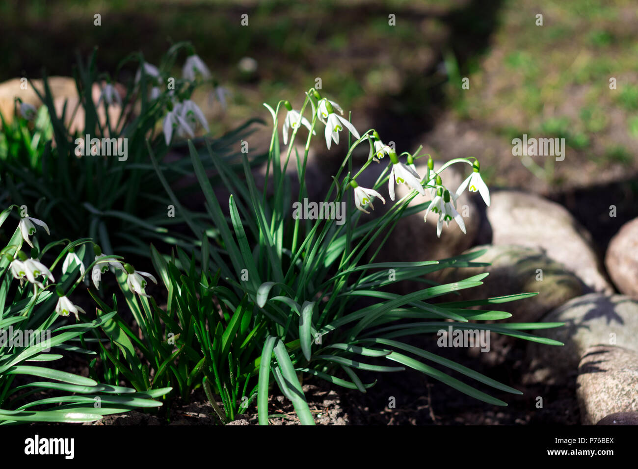 Flowers in the garden, beatiful weather Stock Photo - Alamy