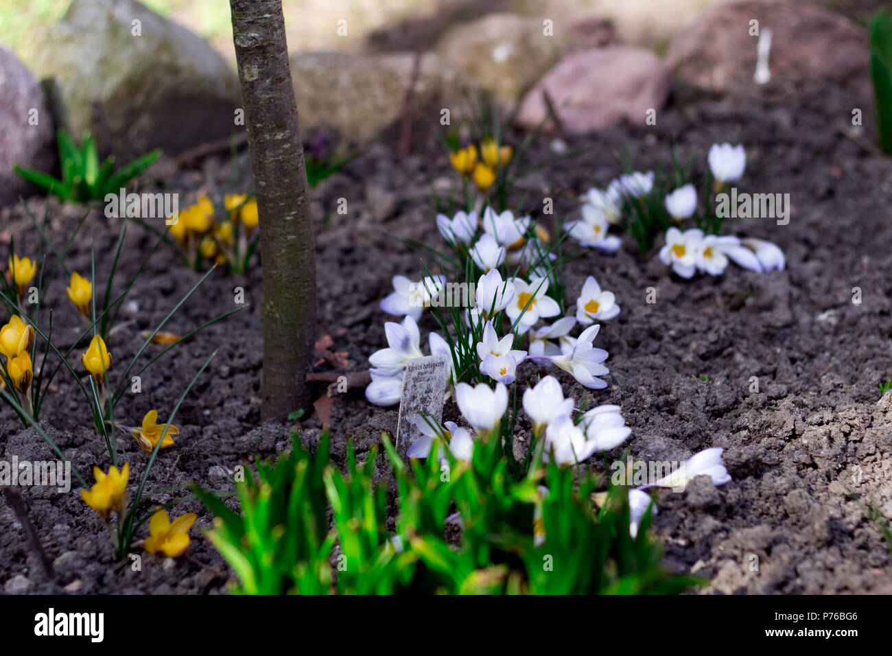 Flowers in the garden, beatiful weather Stock Photo - Alamy