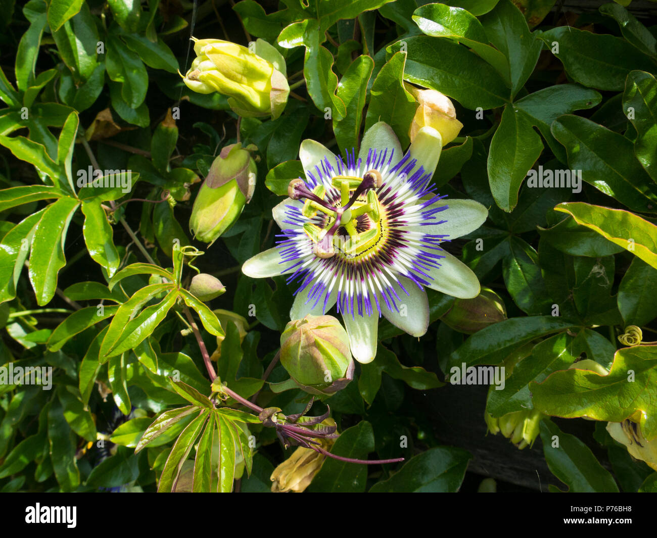 Passion vine hi-res stock photography and images - Alamy