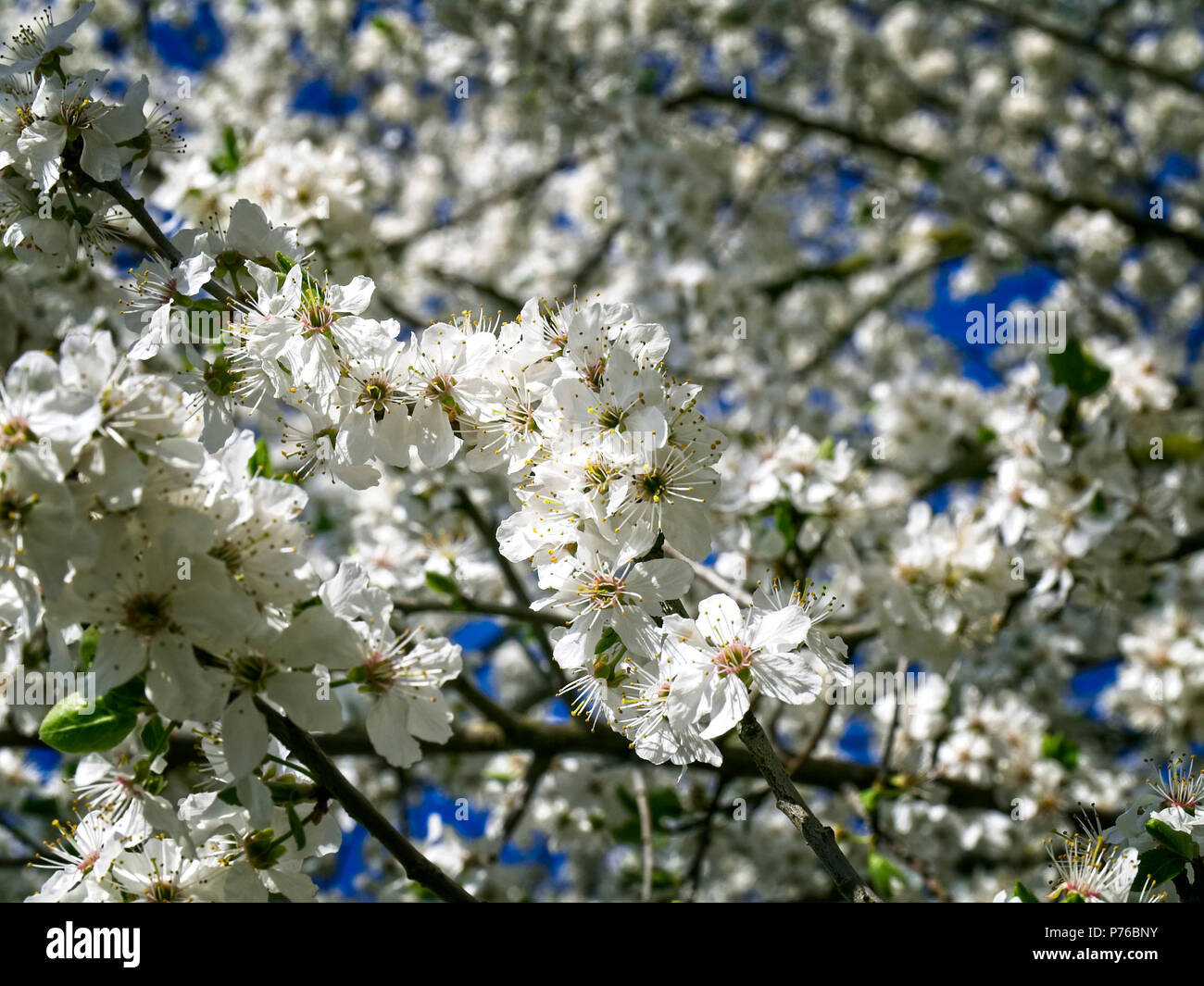 Cherry tree in full bloom Stock Photo - Alamy