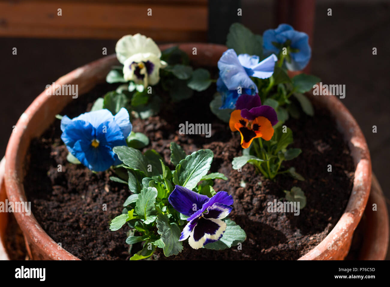 Flowers in the garden, beatiful weather Stock Photo - Alamy