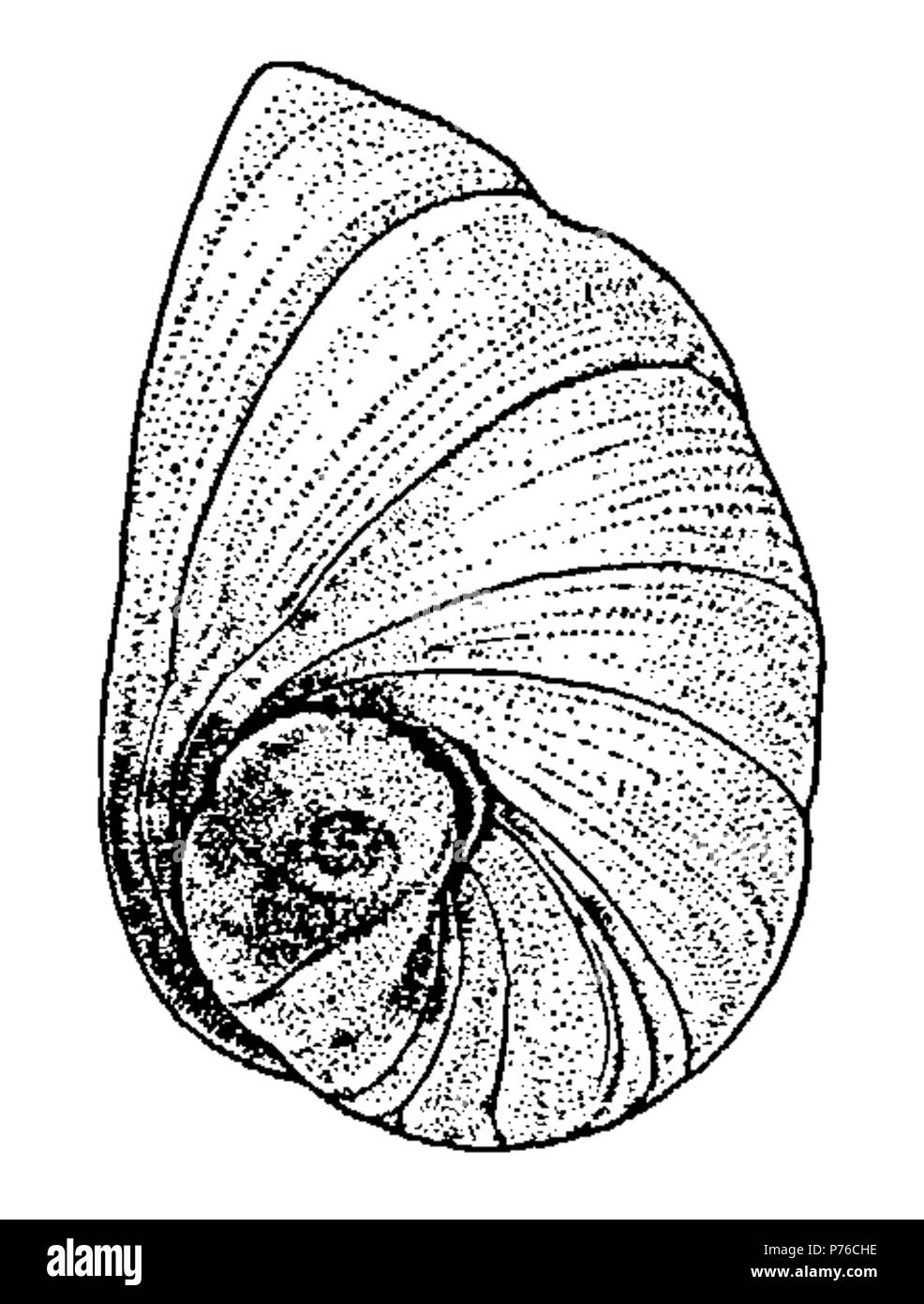 Operculum hi-res stock photography and images - Alamy