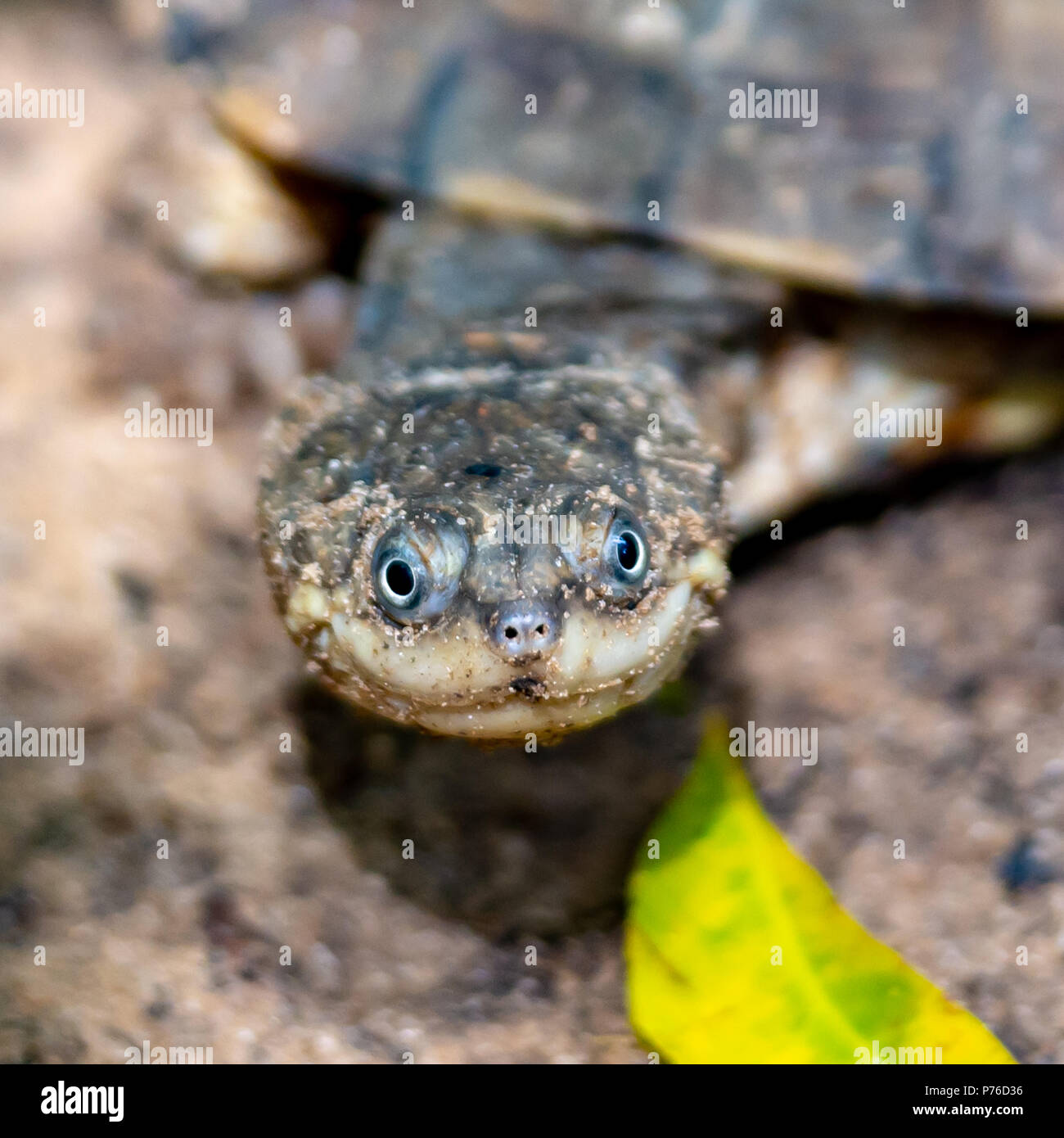 Observe wild animals hi-res stock photography and images - Alamy