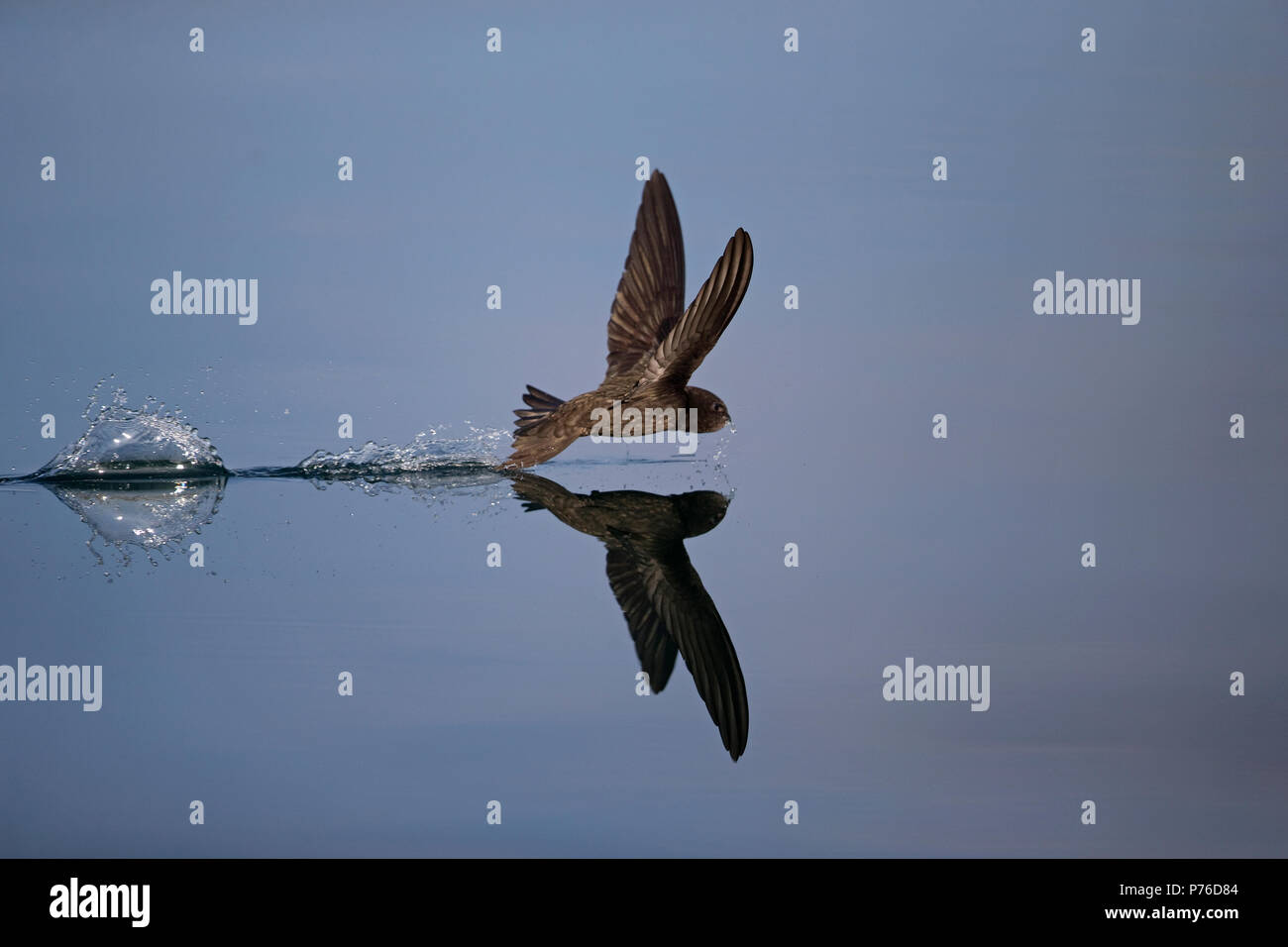 Common Swift (Apus apus Stock Photo - Alamy