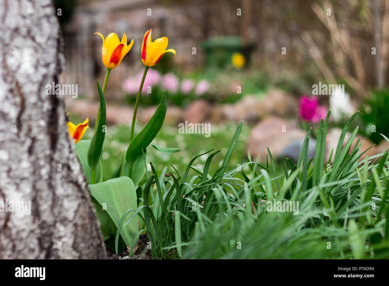 Flowers in the garden, beatiful weather Stock Photo - Alamy