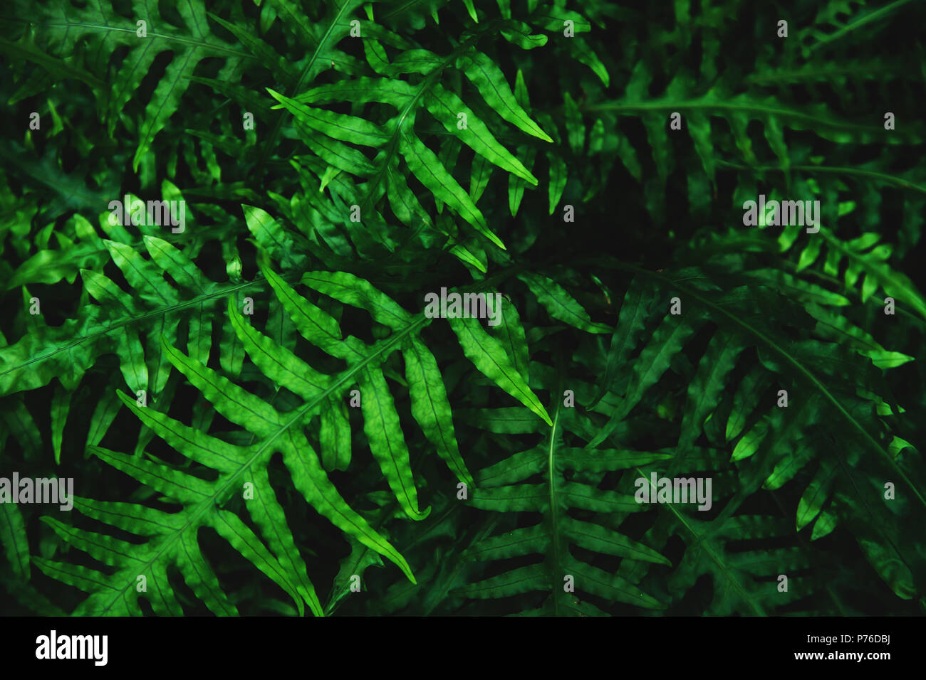 Natural green background of leaves. Selective focus, texture, pattern ...