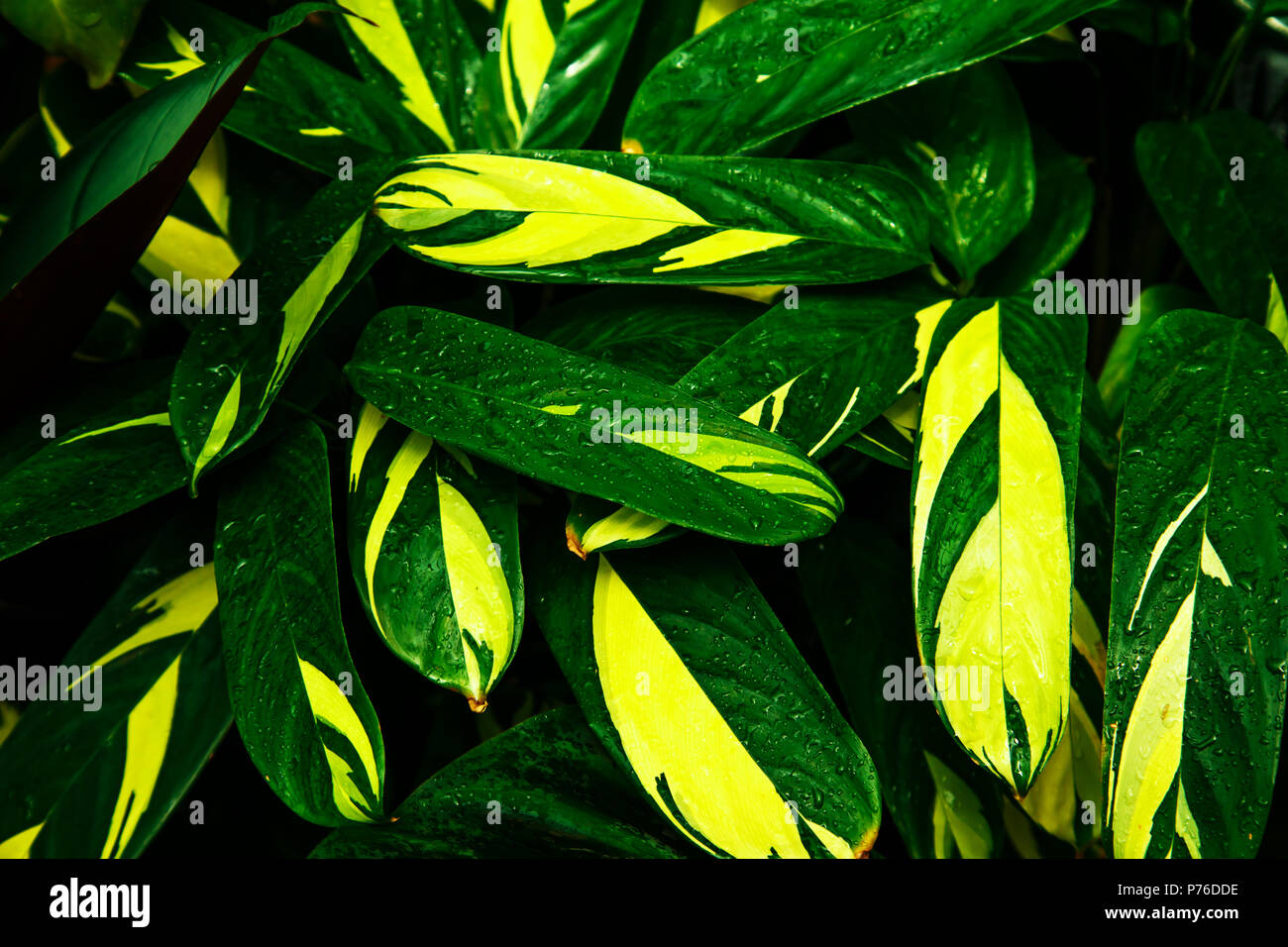 Natural green background of leaves. Selective focus, texture, pattern ...
