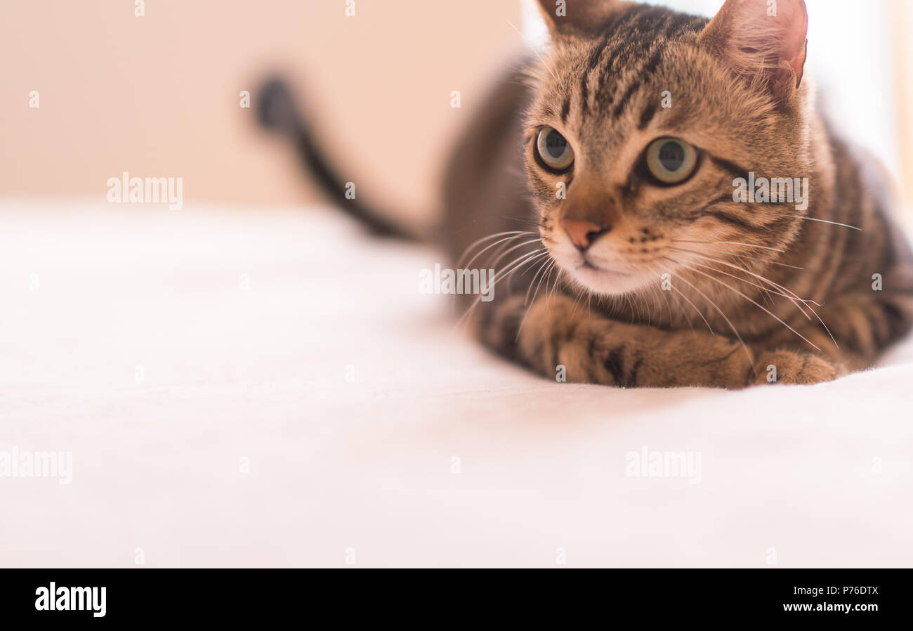 Beautiful domestic cat at home Stock Photo - Alamy