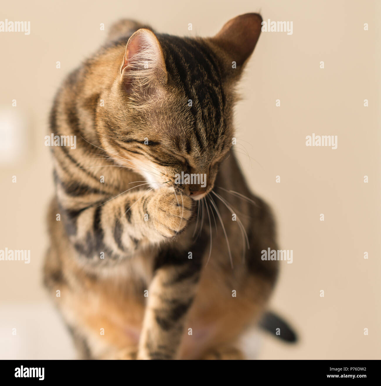 Domestic Cat Grooming Tongue High Resolution Stock Photography and ...