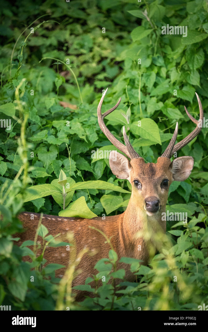 Sika or spotted deer in elephant grass tangle. Wildlife and animal ...